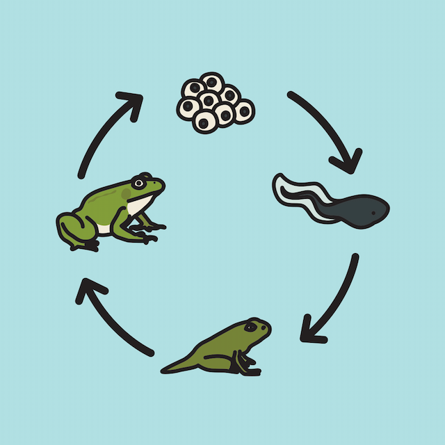 Frogs — Ellii (formerly ESL Library)